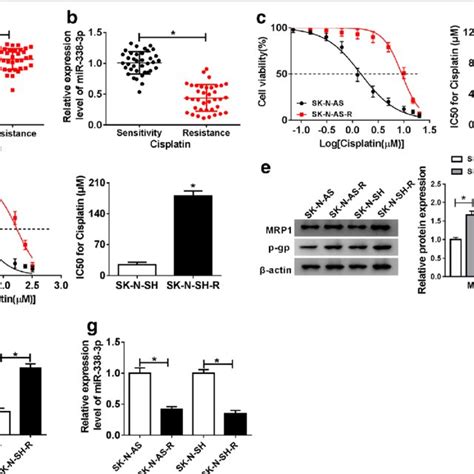 Snhg16 Deletion Inhibits Cell Cisplatin Resistance And Malignant