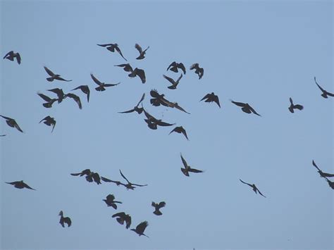 モビング 治水緑地の野鳥日記