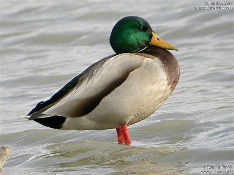 Canard Colvert Rori