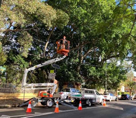 Arborist Australia Emergency Tree Lopping Trimming Removal Service