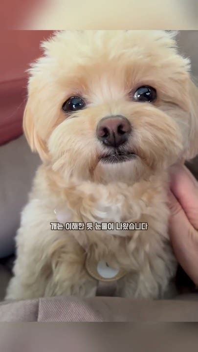 주인이 떠났을 때 이 강아지의 가슴 아픈 반응 Youtube