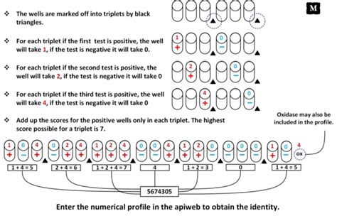 Api Analytical Profile Index 20e Test Result Principle Procedure