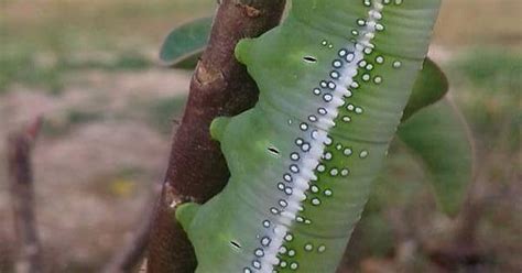 Caterpillar Album On Imgur
