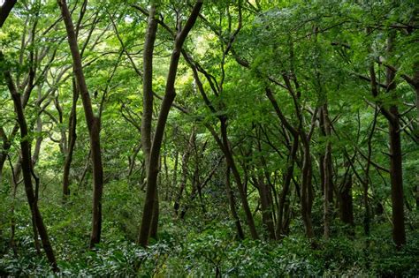 2023年5月の鎌倉（その 4） Linux Apache Mariadb Python ブログ