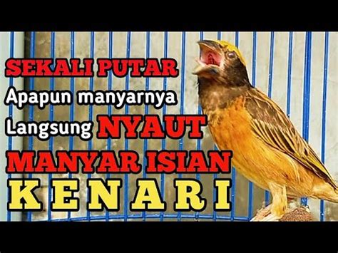 MANYAR GACOR NGEROL KENARIAN SANGAT AMPUH BUAT MASTERAN DAN PANCINGAN