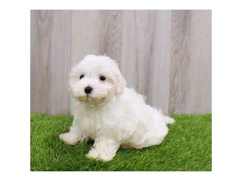 Maltese Puppy White Id279 Located At Petland Lake St Louis And Fenton Mo