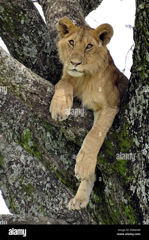 Preda Leone Adulto Immagini E Fotografie Stock Ad Alta Risoluzione Alamy