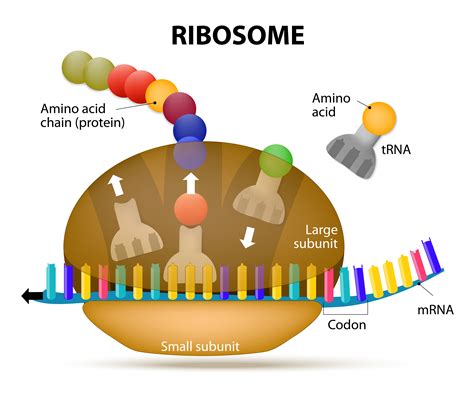 Nonsense Mutation