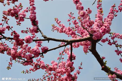 榆叶梅 摄影图花草生物世界摄影图库昵图网