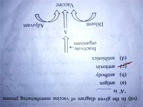 In The Given Digram Of Vaccine Manufacturing Process A Is Digram Given Below