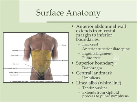 Iliac Tubercle Surface Anatomy