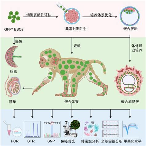 全球首例 中國團隊5年攻關 胚胎幹細胞嵌合猴誕生 神州生活圈 中國 世界新聞網