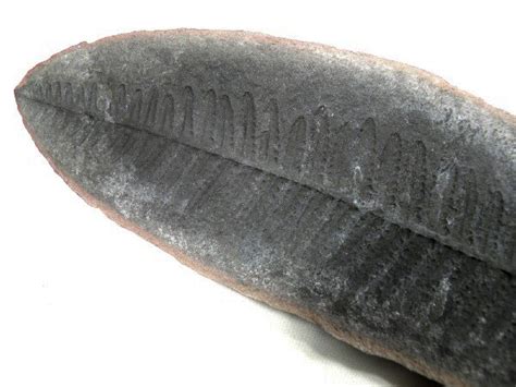 Pecopteris Fern Fossil