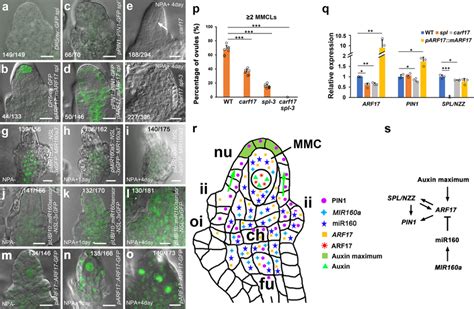 Auxin Signaling Controls Mmc Specification Through Arf17 And Download Scientific Diagram