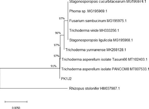 Whole Genome Sequence Data Of Cellulase Producing Fungi Trichoderma Asperellum Pk1j2 Isolated