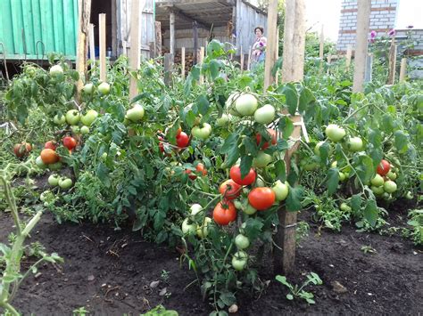 Томат Примадонна: описание, ОТЗЫВЫ (34), фото, урожайность | tomatland.ru