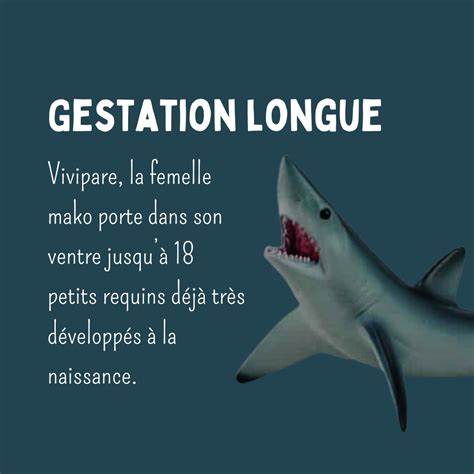 Tout Savoir Sur Le Requin Mako Fiche Découverte Du Super Prédateur Des