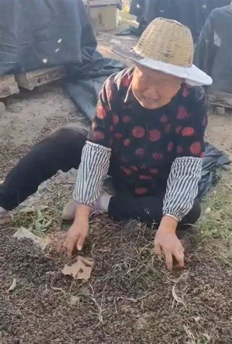 河南禹州通报：蜂箱投毒犯罪嫌疑人已被抓获蜜蜂死亡网友