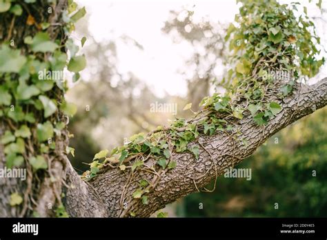 Close Up Of A Massive Branch From A Tree Trunk With Densely Climbing
