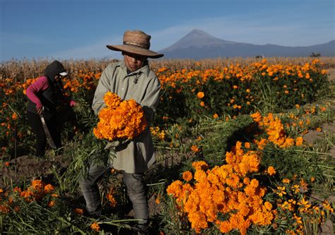 Qué representa la flor de cempasúchil en el Día de Muertos en México