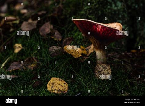 Fantasy Mushrooms Glowing In A Dark Magical Enchanted Woodland Stock