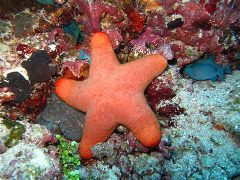Images Gratuites sous marin la biologie faune étoile de mer récif