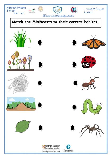 Minibeasts Matching To Their Habitat Worksheet