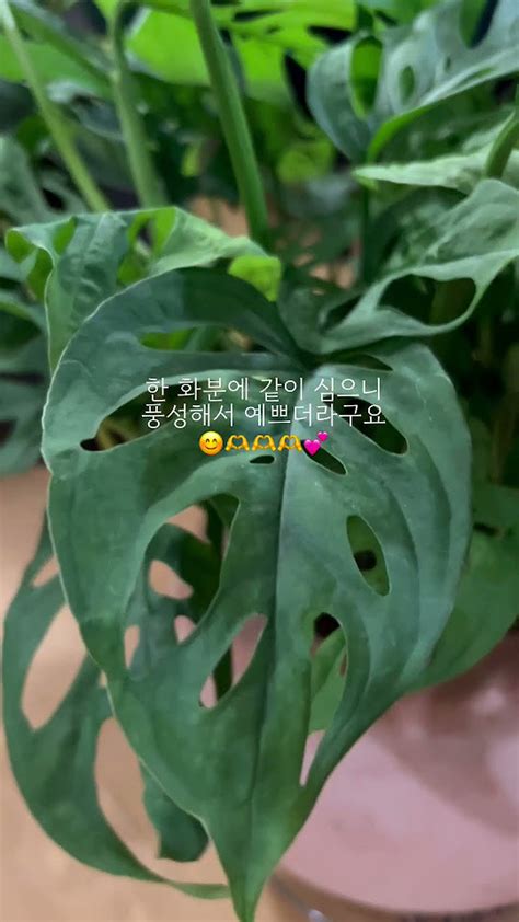 몬스테라 아단소니 키우기 Monstera 아단소니 Plant Plantlover Gardening Youtube