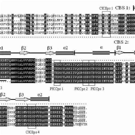 The Multiple Sequence Alignment Of Cbcbs With Homologous Proteins