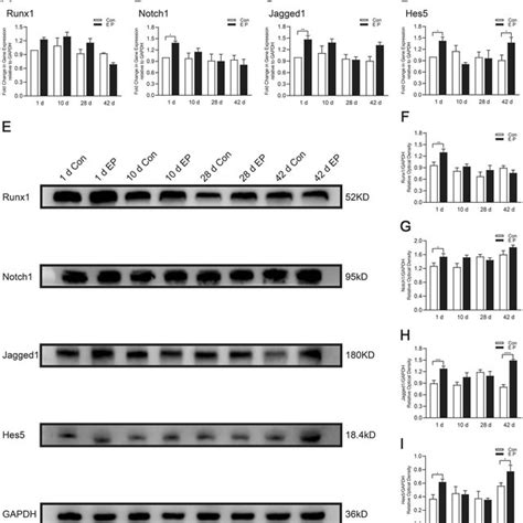 The Dynamic Complex Expression Alterations Of The Runx1 And Notch1