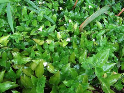 ミドリハカタカラクサ web版 鳥取県植物誌
