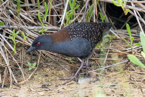 Black Rail Virginia Bird Atlas