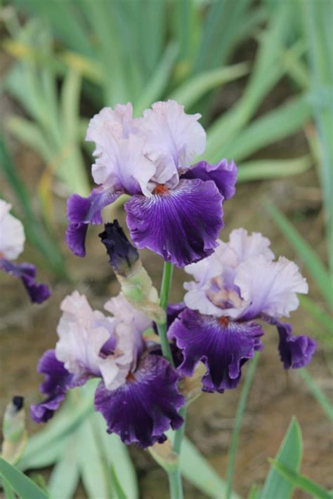 Iris Partial Eclipse In The Irises Database