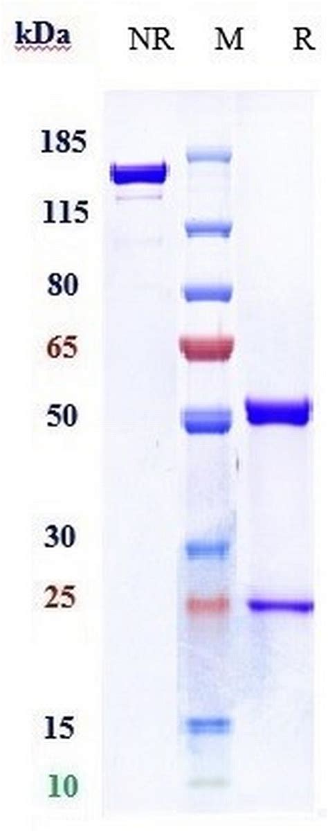 Tnf Alpha Biosimilar Recombinant Monoclonal Antibody Ma5 59865