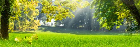 흐릿한 나무가있는 목가적 인 가을 풍경 배경 신선한 녹색 초원 제품 프리젠 테이션을위한 복사 공간이있는 빈 가을 자연 배너 개념 0명에 대한 스톡 사진 및 기타 이미지