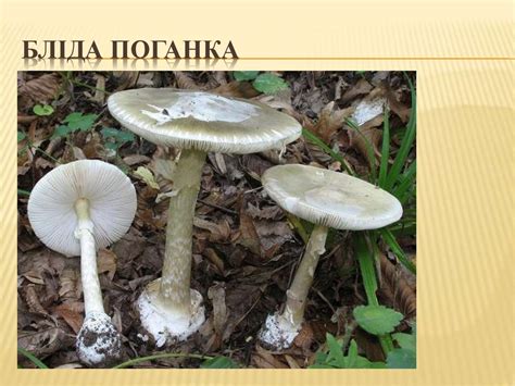 Неїстівні та небезпечні гриби України Online Presentation