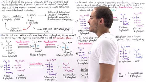 Hmp Shunt Nonoxidative