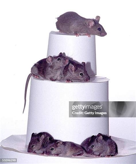 Middle Mouse Photos And Premium High Res Pictures Getty Images