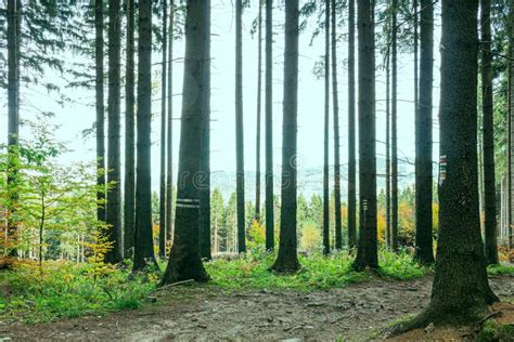 Lovely Late Summer Forest Landscape With Warm Evening Sunlight