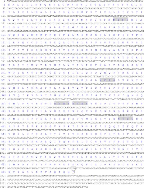 Nucleotide And Predicted Amino Acid Aa Sequences Of Xiangdong Black Download Scientific