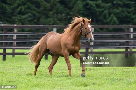 Orfevre Photos And Premium High Res Pictures Getty Images