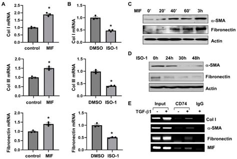 Cd74 Promotes Cyst Growth And Renal Fibrosis In Autosomal Dominant