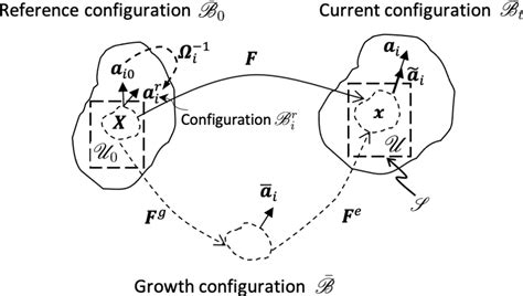 Figure 3 From Growth Spin In Plant Cell Wall Growth And Remodelling