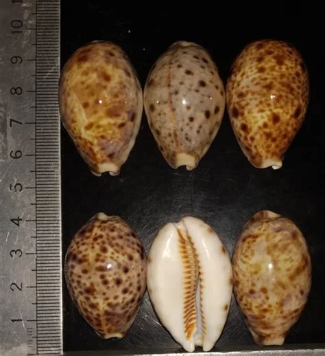 Collection Cypraea Lyncina Lynx Lot De 6 Eur 4 00 Picclick Fr