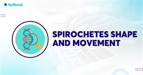 Spirochetes Structure Movement And Characteristics