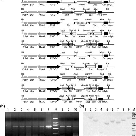 Plasmid Construction And Molecular Characterization Of Transgenic Download Scientific Diagram