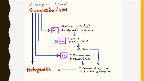 Ketone Bodies And Metabolism Biochemistry Pptx