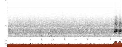 Greater Lophorina Lophorina Superba Xeno Canto