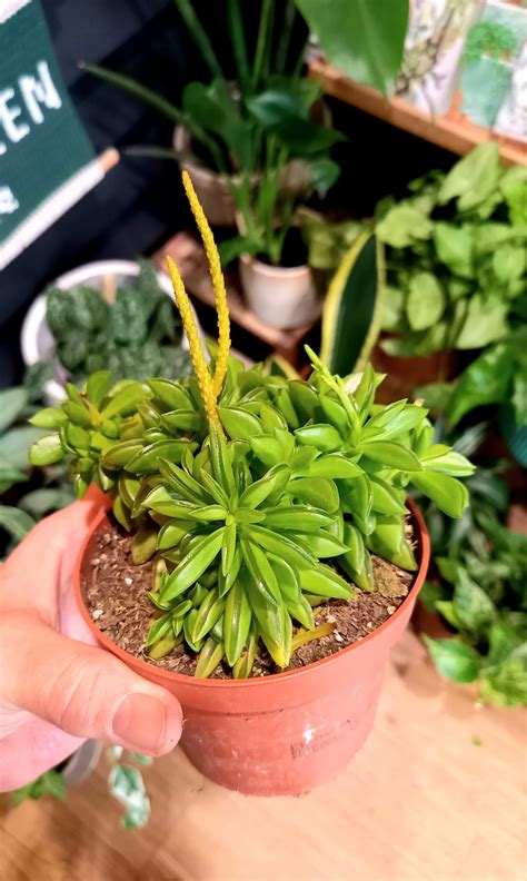 Peperomia Happy Bean Small And Green