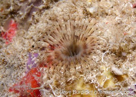 Sabellids Guamreeflife